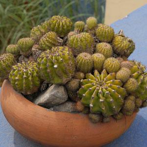 Buy Garden Plants from Online Garden Centre Gardening Express The UK's ...