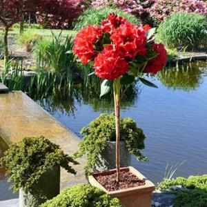 Buy Garden Plants from Online Garden Centre Gardening Express The UK's ...