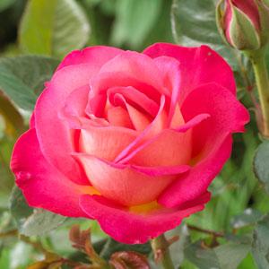 Buy Garden Plants from Online Garden Centre Gardening Express The UK's ...