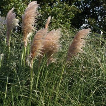 All Grasses - Ornamental Grasses - Garden Plants