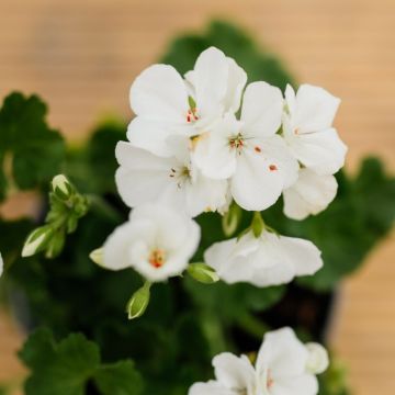 Page 2 | Patio Plants - Garden Plants