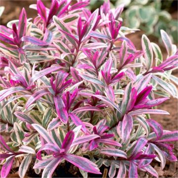 Hebe plants for sale | Buy Hebe shrubs UK delivery