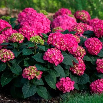 annabelle hydrangea uk