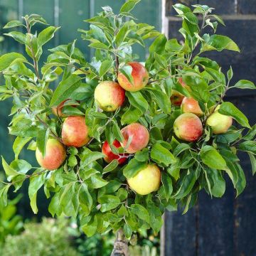 APPLE TREE - Multi-Variety Fruit Tree - APPLE - 5 varieties on one Tree!