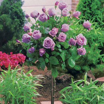 Rose Trees - Patio Standard Rose Trees - Gardening Express