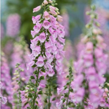 Digitalis Plants for Sale | Buy Foxgloves UK