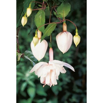 Fuchsia bedding plants