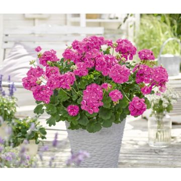 Bedding Geraniums | Gernaium Bedding Plants