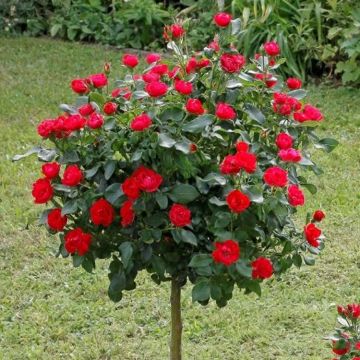 Rose Trees - Patio Standard Rose Trees - Gardening Express