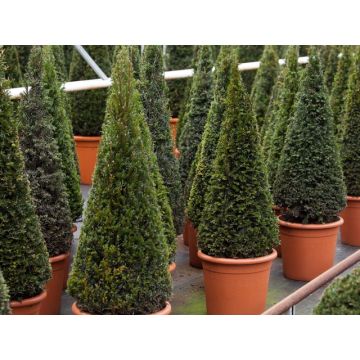 Gardening Express - Olives and other varieties