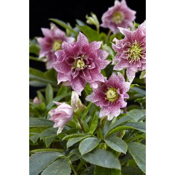 Hellebore plants for sale | Buy Hellebores UK delivery