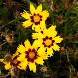 coreopsis sterntaler
