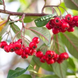 is cotoneaster a tree