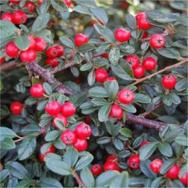 cotoneaster horizontalis variegata