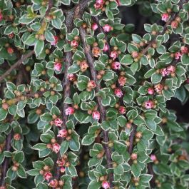 cotoneaster tree weeping