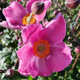 anemone pink cloud