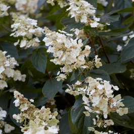 hydrangea paniculata unique uk