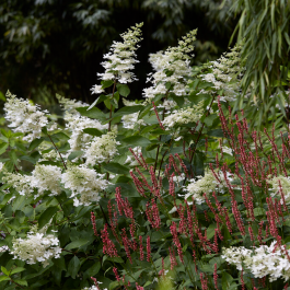 hydrangea paniculata unique uk