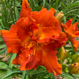 hemerocallis cherry catherine