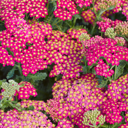 walther funcke yarrow