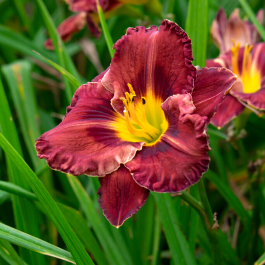 hemerocallis cherry catherine