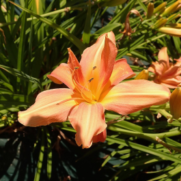 hemerocallis cherry catherine