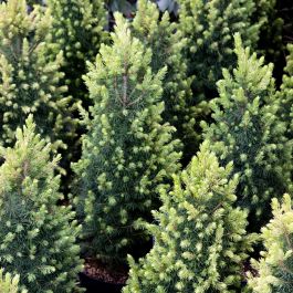 dwarf spruce trees uk