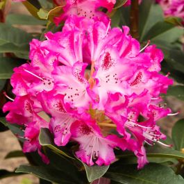 eucharitis rhododendron