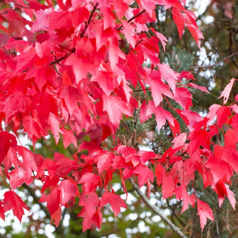 Acer Rubrum Red Maple