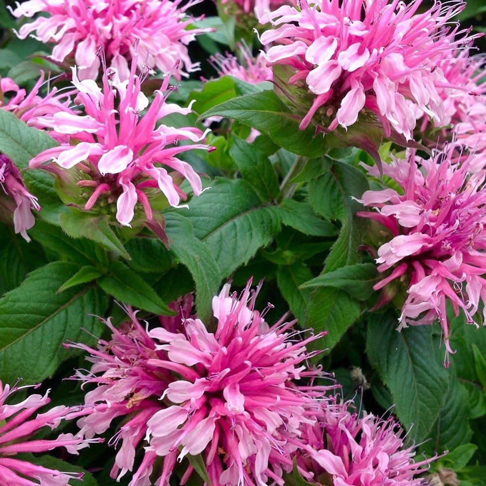 bee balm uk