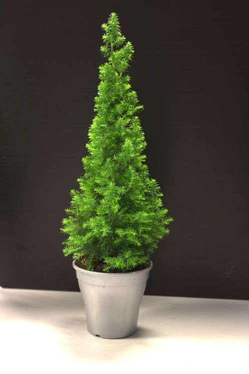 Small christmas plants store