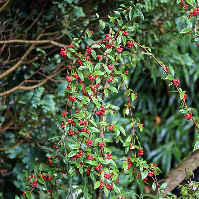 weeping cotoneaster tree