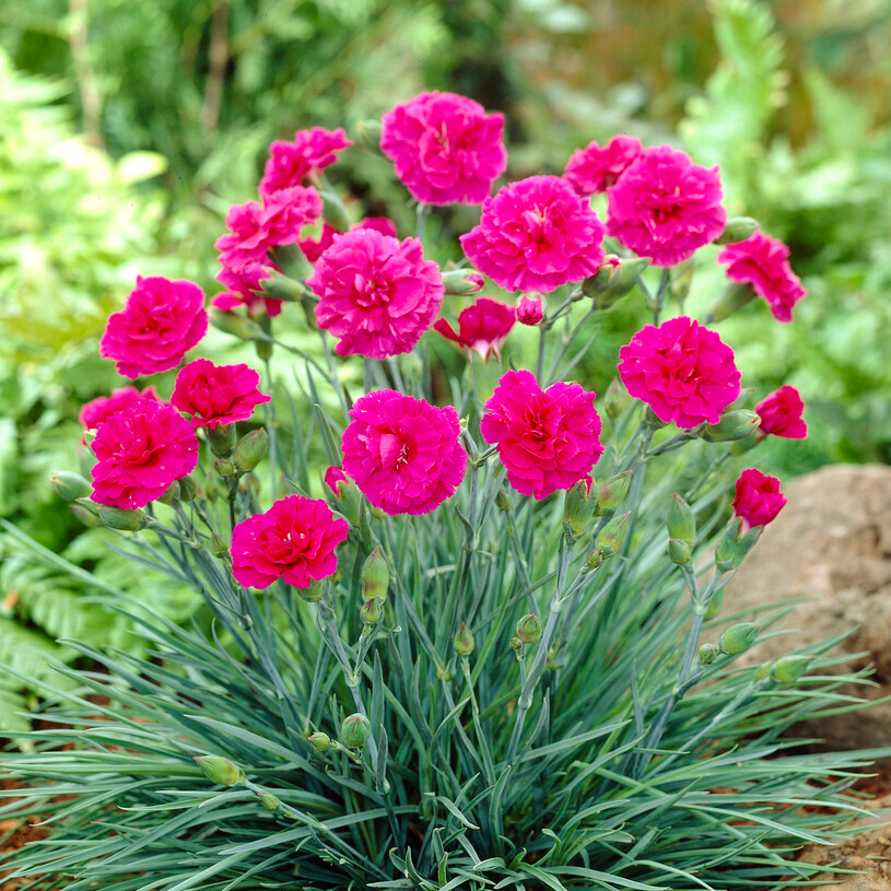 dianthus devon wizard