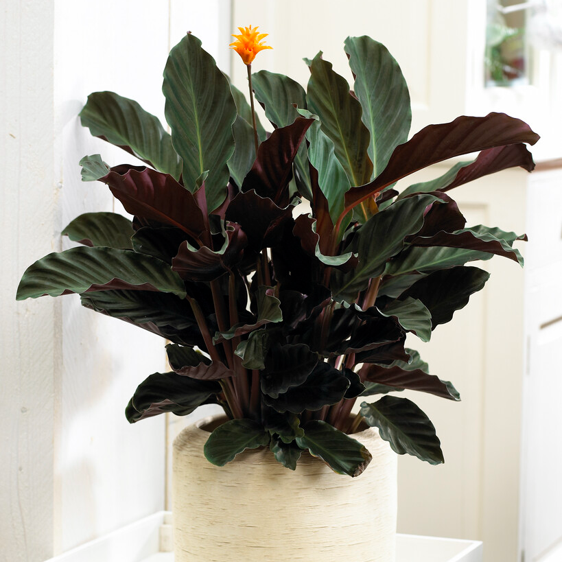 calathea crocata