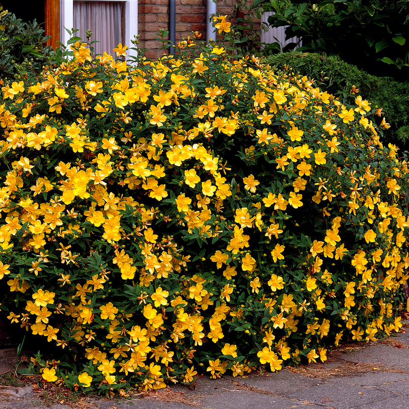 hypericum hidcote hedge
