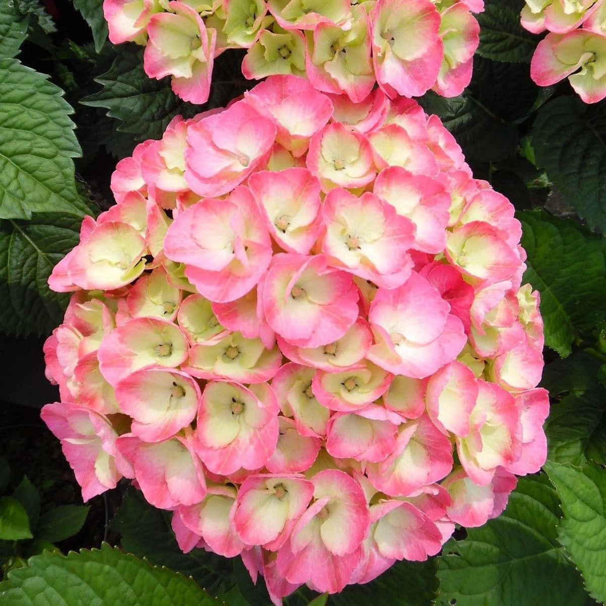 rembrandt hydrangea