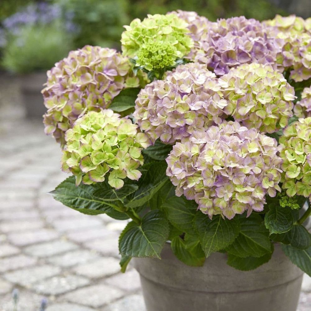 rembrandt hydrangea