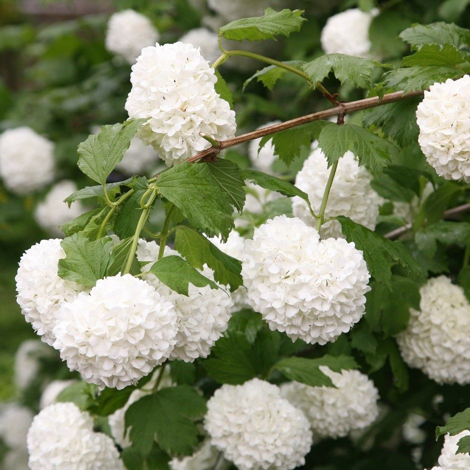 snowball tree uk
