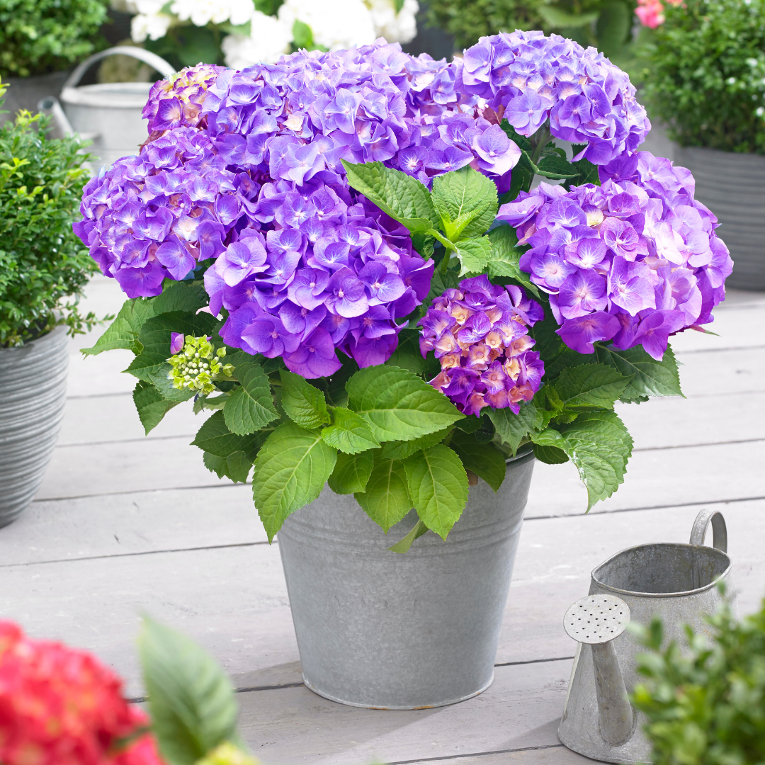 dwarf hydrangeas uk