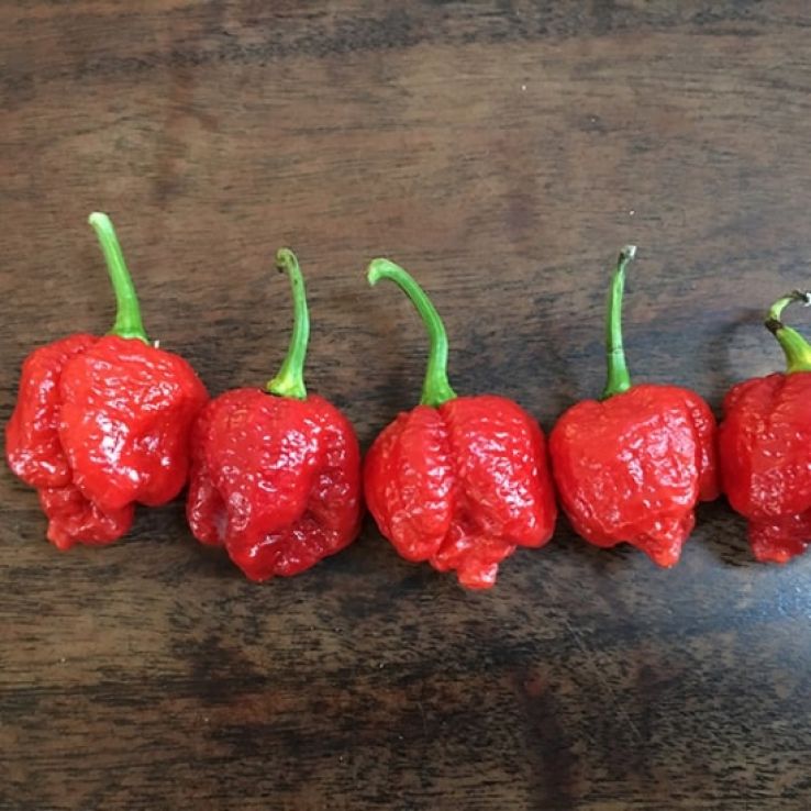 Chilli Pepper Plant 'Trinidad Scorpion'