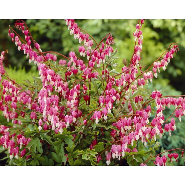 bleeding heart vine uk