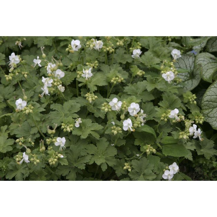 geranium white ness