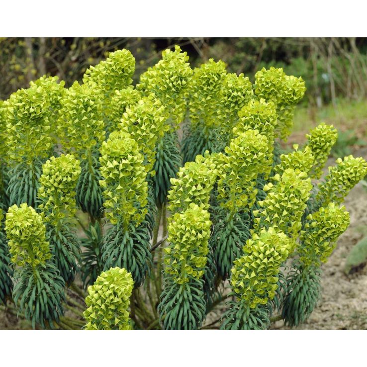euphorbia wulfenii nz