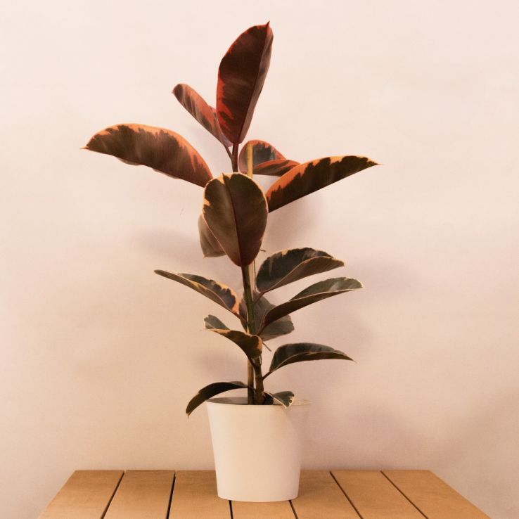 ficus elastica belize