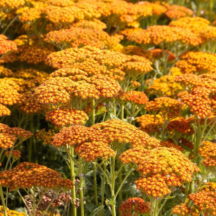 walther funcke yarrow