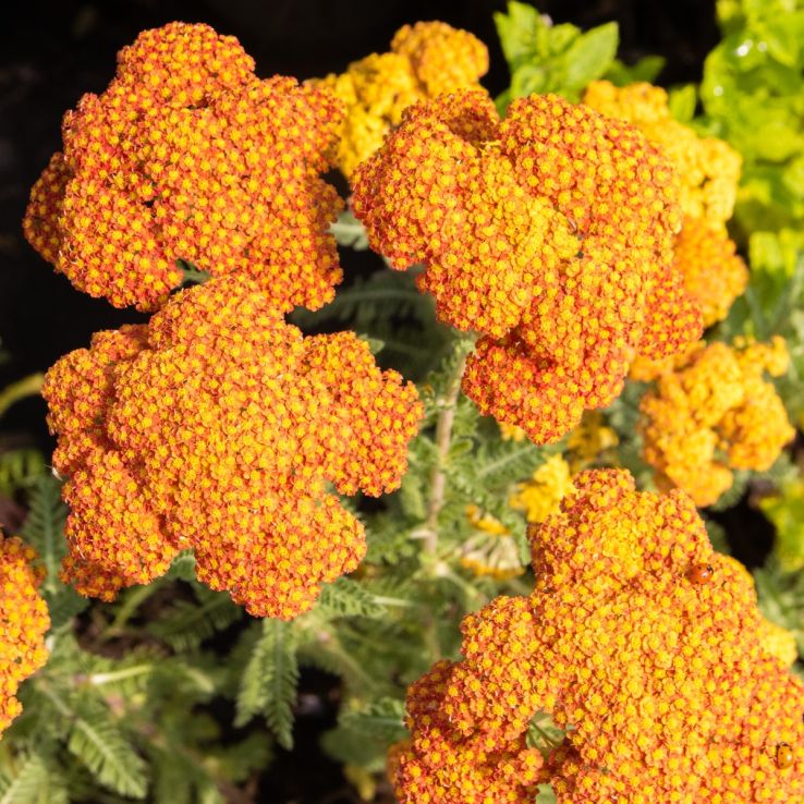 walther funcke yarrow