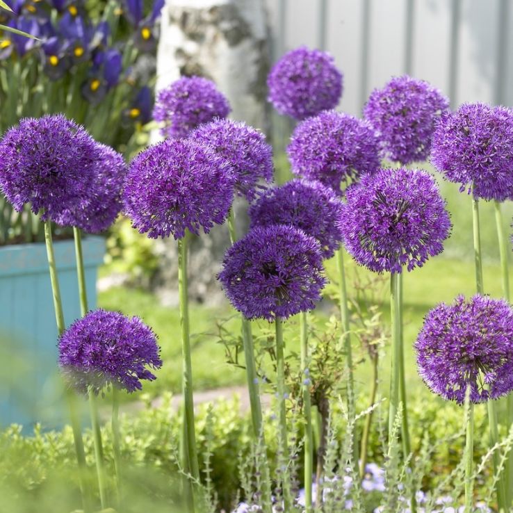 Allium aflatunense - Pack of THREE