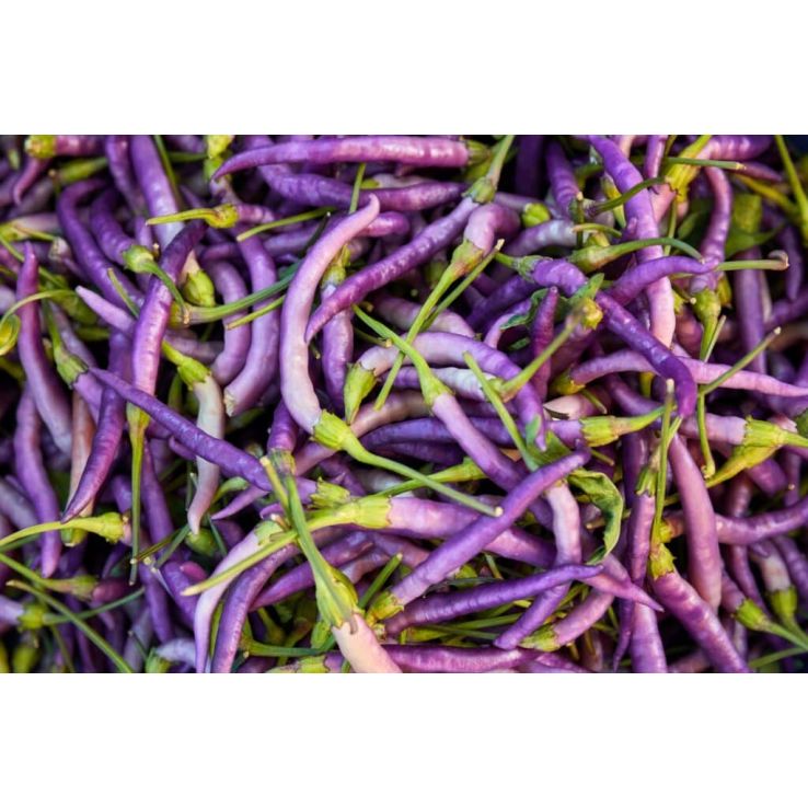 Chilli Pepper Plant 'Hot Buena Mulata'