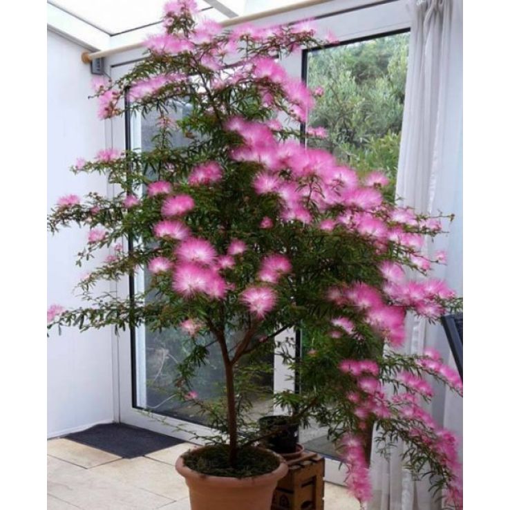 powder puff tree uk