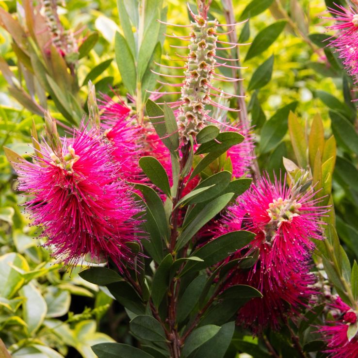 callistemon citrinus 'splendens
